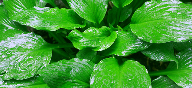 UpTake PRO - PACE 49